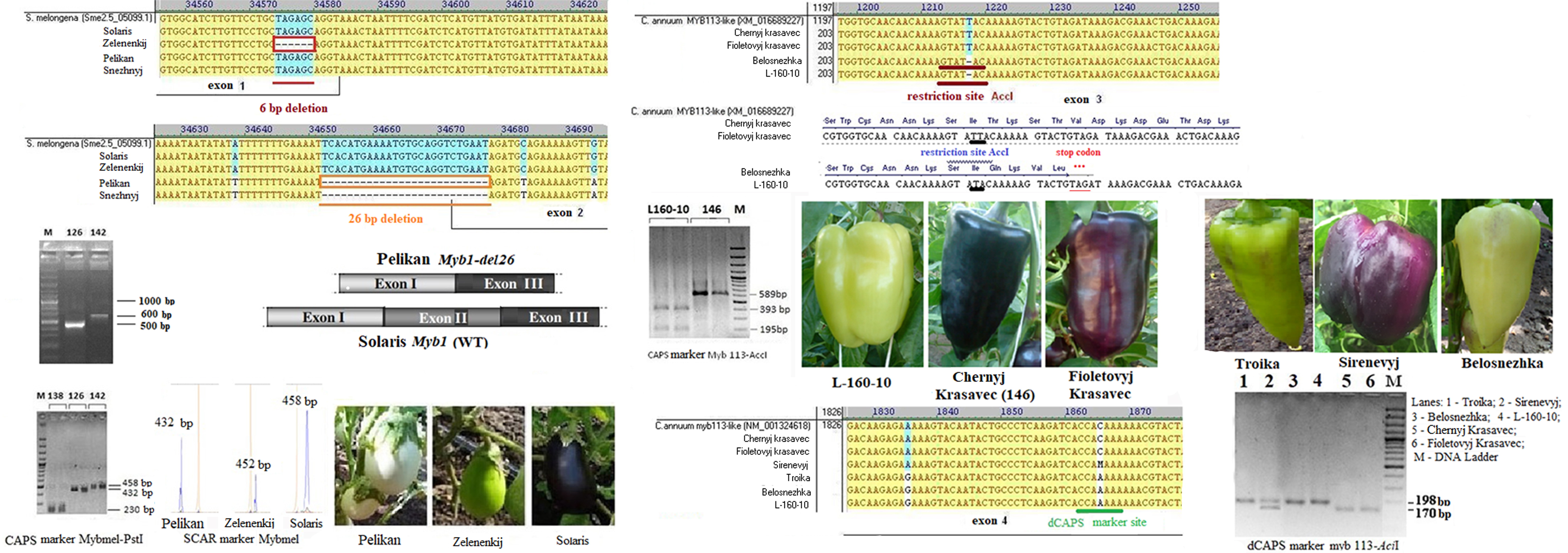 CBGG-An Open Access Journal from Hapres
